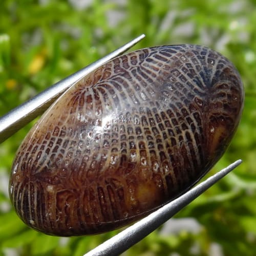 Mustika Lipan Hitam - Pusaka Dunia