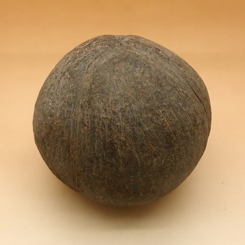 Buntat Kelapa Buta Pusaka Terhebat - Pusaka Dunia