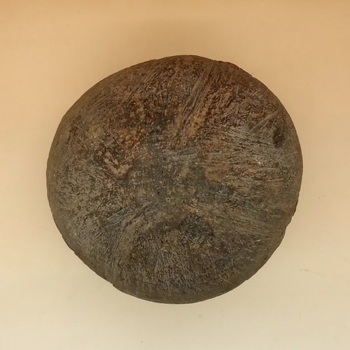 Buntat Kelapa Buta Pusaka Terhebat - Pusaka Dunia