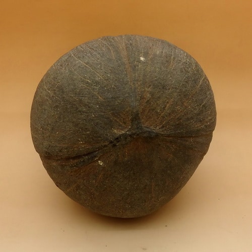 Buntat Kelapa Buta Pusaka Terhebat - Pusaka Dunia