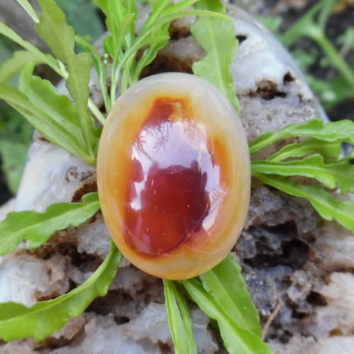 Mustika Penglaris Kantong Semar - Pusaka Dunia