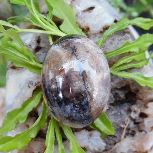 Mustika Pokok Pulai - Pusaka Dunia