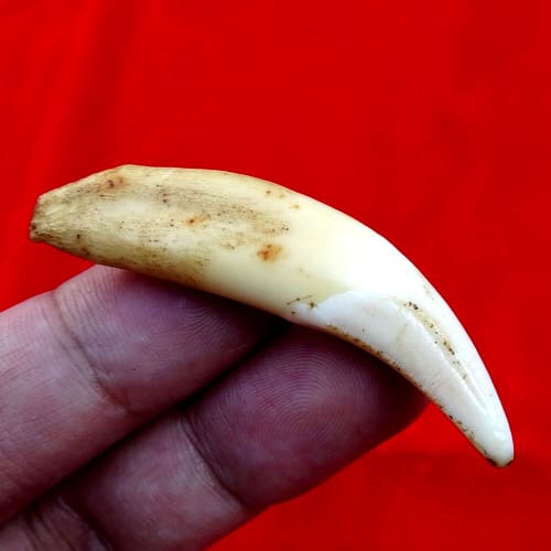 Pusaka Taring Macan Garansi 1000% Asli - Pusaka Dunia