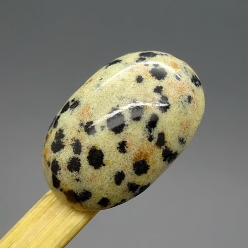 Mustika Raja Ular Asli - Pusaka Dunia