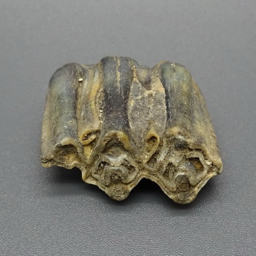 Pusaka Fosil Hasil Tarikan Gaib - Pusaka Dunia