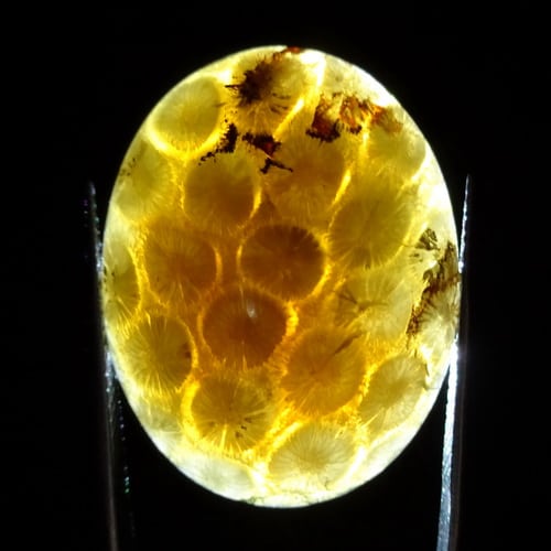 Mustika Teratai Sisik Ular - Pusaka Dunia