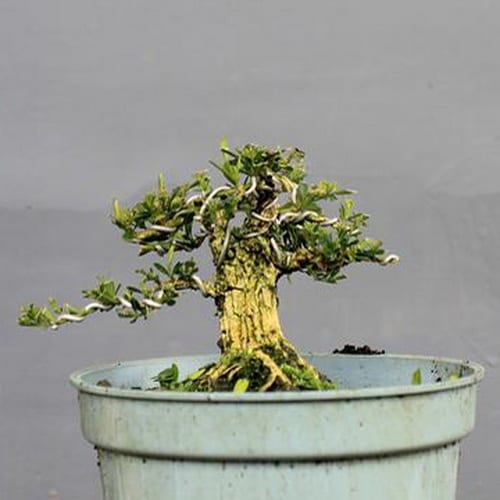 Tanaman Bonsai Boxus - Pusaka Dunia