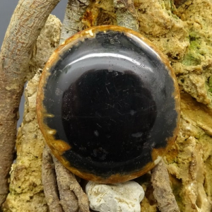 Mustika Kantong Semar Hitam - Pusaka Dunia