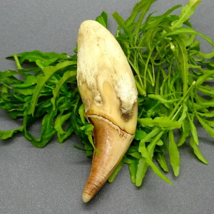 Taring Beruang Dijamin Asli - Pusaka Dunia