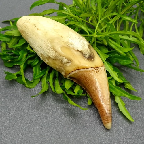 Taring Beruang Dijamin Asli - Pusaka Dunia