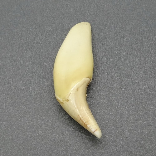 Taring Beruang Terbaik Paling Ampuh - Pusaka Dunia