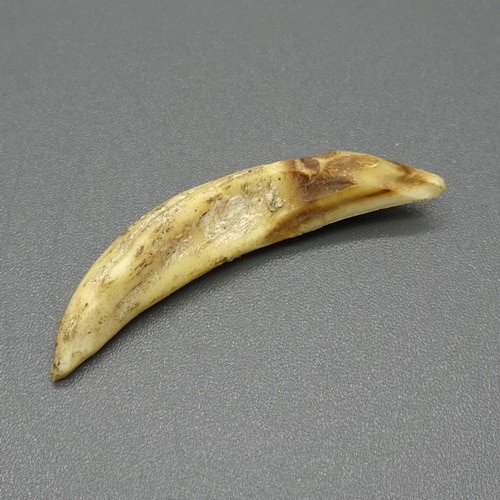 Khasiat Taring Harimau Macan - Pusaka Dunia