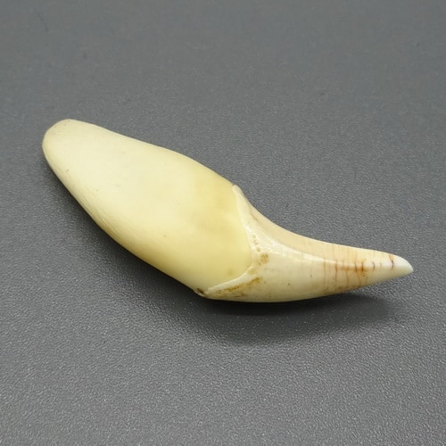 Taring Beruang Terbaik Paling Ampuh - Pusaka Dunia