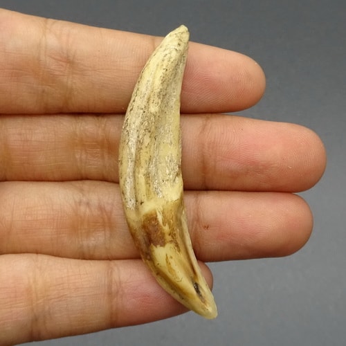 Taring Harimau Hitam - Pusaka Dunia