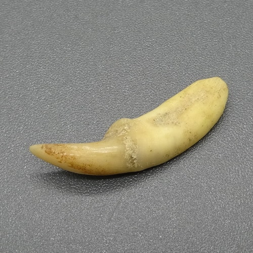 Taring Macan Harimau Kalimantan - Pusaka Dunia