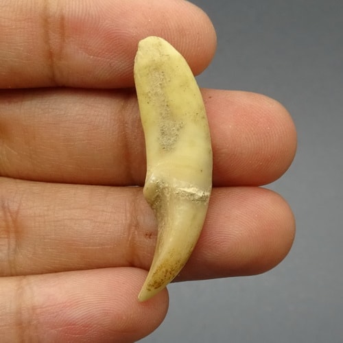 Taring Macan Harimau Kalimantan - Pusaka Dunia