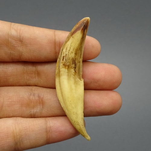 Taring Macan Hutan Pedalaman - Pusaka Dunia