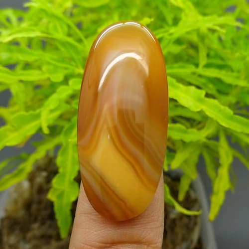 Mustika Gamblis Wengi - Pusaka Dunia