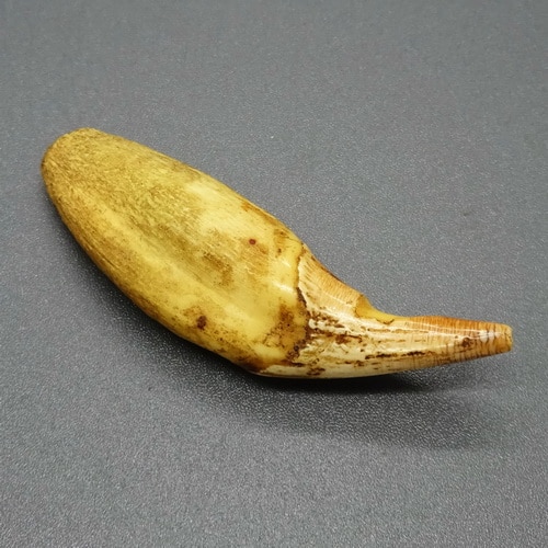 Pusaka Taring Beruang Yang Paling Keramat - Pusaka Dunia