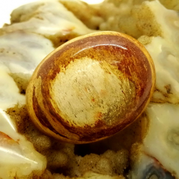 Mustika Fosil Kayu Puser Bumi - Pusaka Dunia