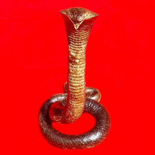 Ular Cobra Hitam Kecoklatan Asli Air Keras - Pusaka Dunia