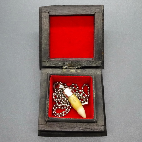 Liontin Taring Buaya Putih - Pusaka Dunia