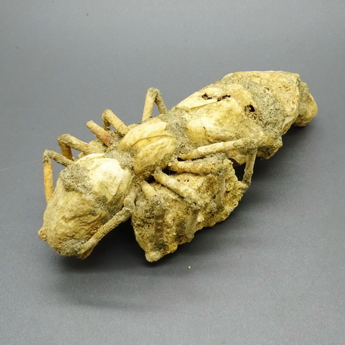 Pusaka Fosil Ratu Semut Raksasa - Pusaka Dunia