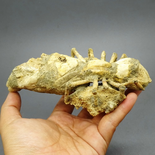 Pusaka Fosil Ratu Semut Raksasa - Pusaka Dunia