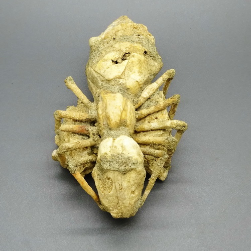 Pusaka Fosil Ratu Semut Raksasa - Pusaka Dunia