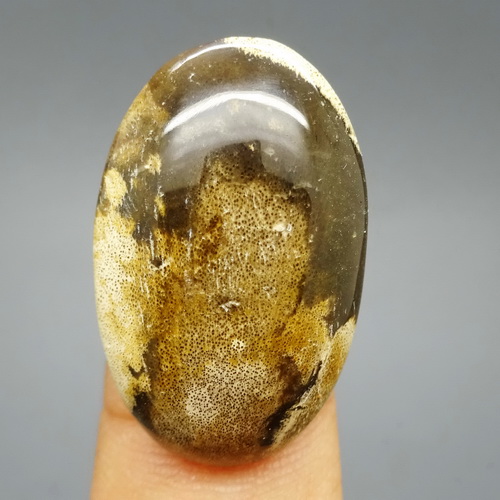 Mustika Fosil Kayu Raja Mala - Pusaka Dunia