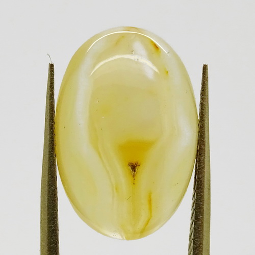 Mustika Ikan Pari Putih - Pusaka Dunia