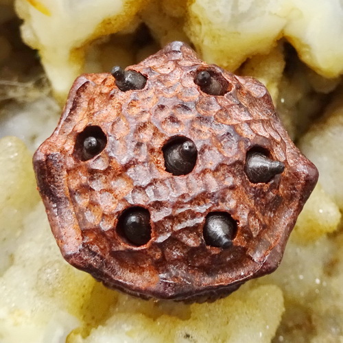 Pusaka Siluman Landak Gaib Merah - Pusaka Dunia