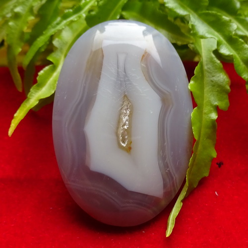 Mustika Combong Kantong Semar - Pusaka Dunia