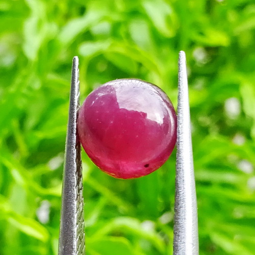 Merah Delima Asli Kecil - Pusaka Dunia