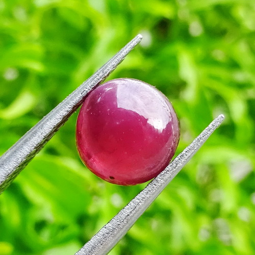 Merah Delima Asli Kecil - Pusaka Dunia