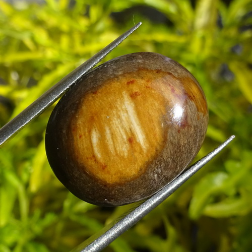 Mustika Labu Emas - Pusaka Dunia