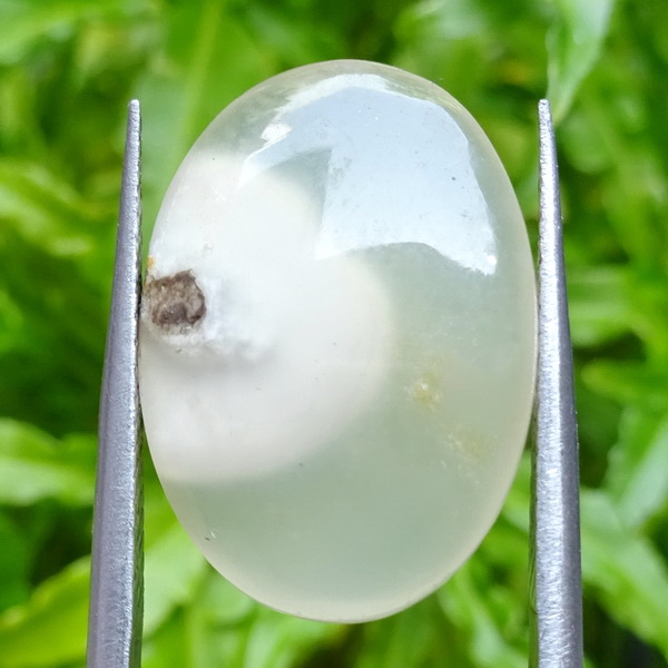 Mustika Pelarisan Kantong Semar - Pusaka Dunia