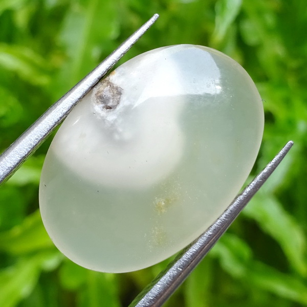 Mustika Pelarisan Kantong Semar - Pusaka Dunia