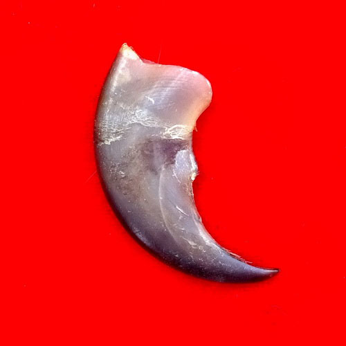 Azimat Kuku Beruang Bertuah - Pusaka Dunia