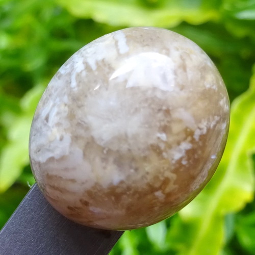 Mustika Mata Satu Asli - Pusaka Dunia