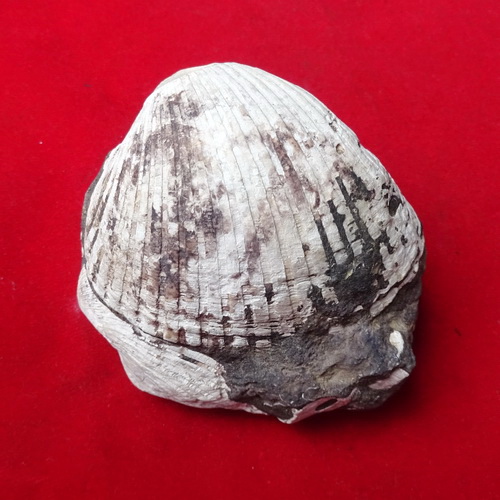 Fosil Kerang Laut Asli Bertuah | Pusaka Dunia