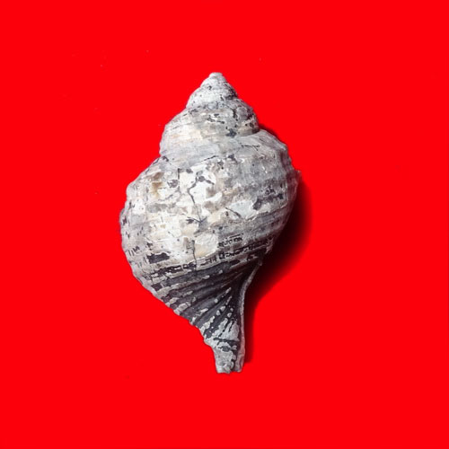 Pusaka Fosil Keong Laut Asli - Pusaka Dunia