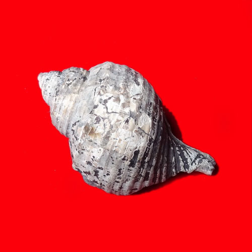 Pusaka Fosil Keong Laut Asli | Pusaka Dunia