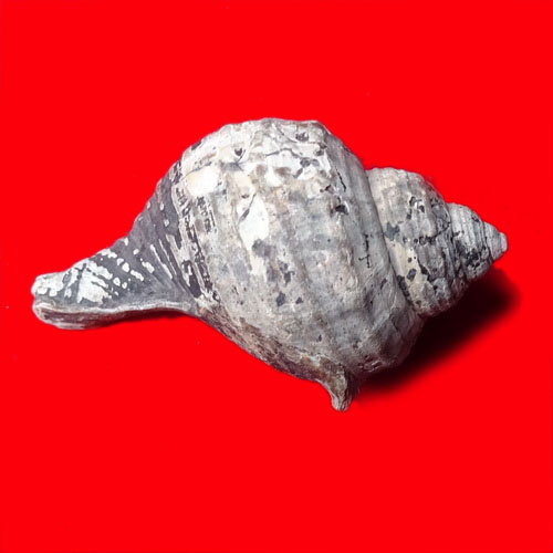 Pusaka Fosil Keong Laut Asli | Pusaka Dunia