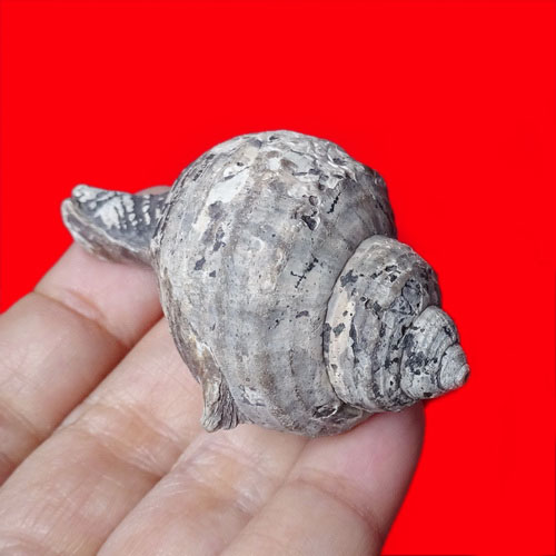 Pusaka Fosil Keong Laut Asli | Pusaka Dunia