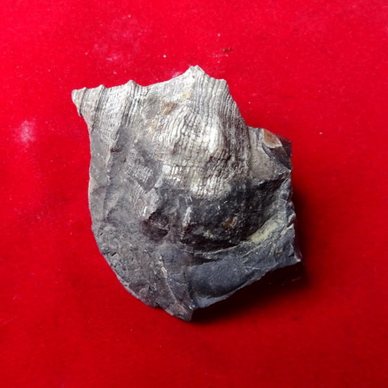 Pusaka Pesugihan Fosil Kerang Laut - Pusaka Dunia