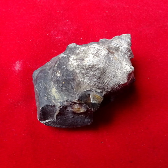 Pusaka Pesugihan Fosil Kerang Laut - Pusaka Dunia