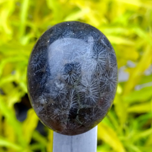 Mustika Lipan Hitam Tembus Cahaya - Pusaka Dunia