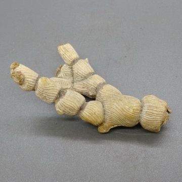 Azimat Aji Karang - Pusaka Dunia