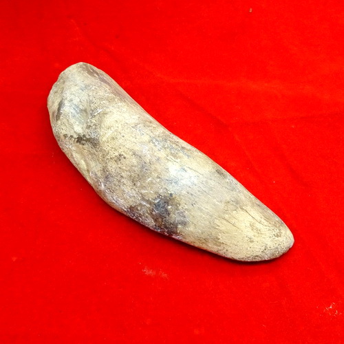 Fosil Cula Badak Asli Temuan - Pusaka Dunia